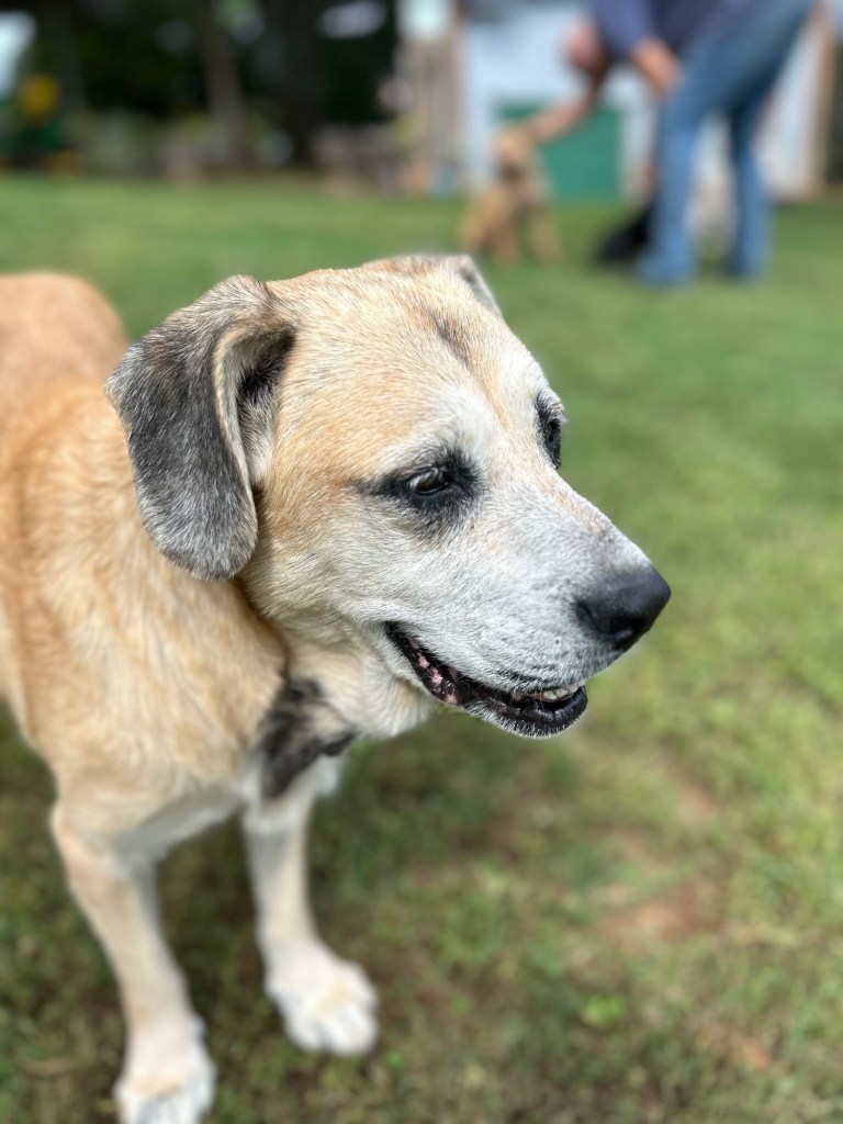 865 Rescue and Rehome – Helping Dogs Help People